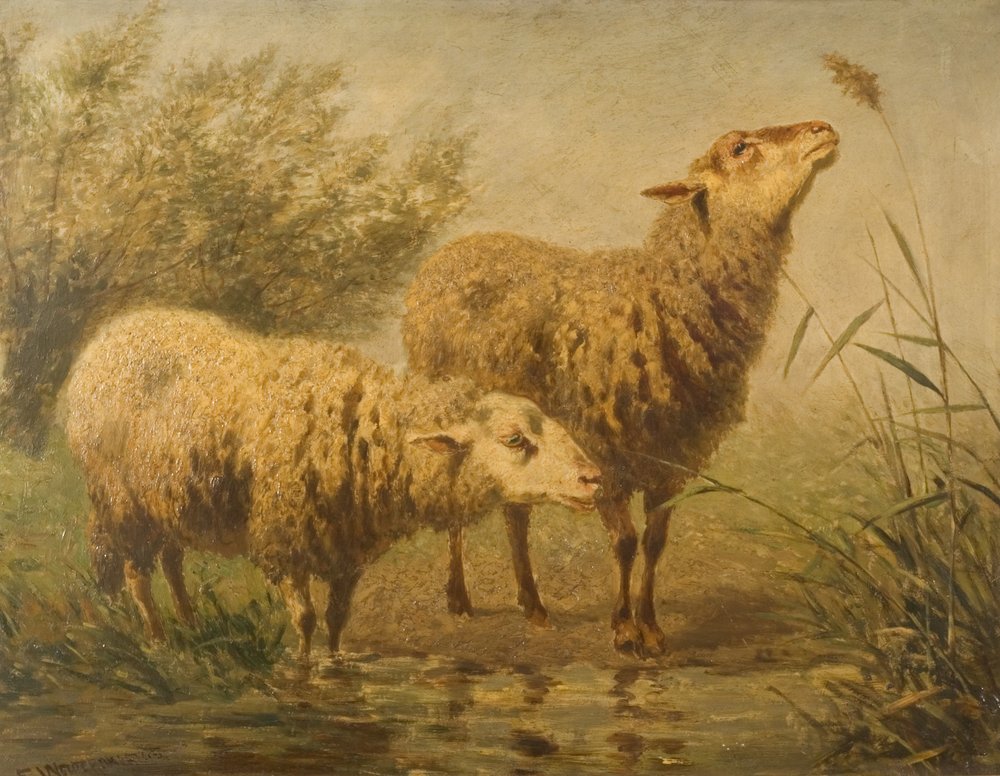 Study of Sheep by Edouard Woutermaertens: Fine art print